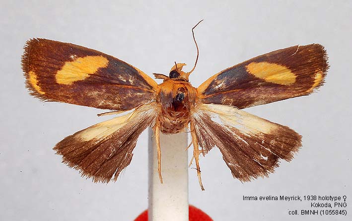 Papua Insects Foundation (Lepidoptera/Immidae)